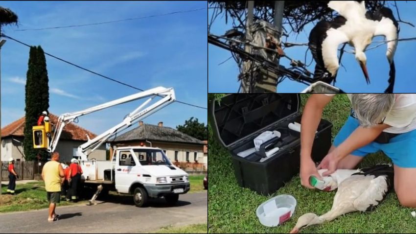 SZON - Oszlopról lógó gólyát mentettek Tiszadadán (videó)