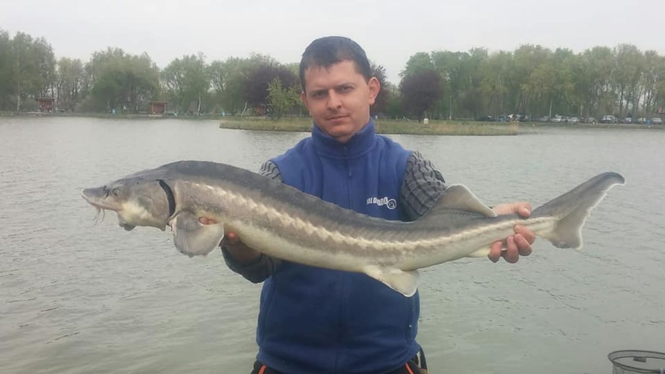 SZON - Teljesült az egyik álom: tokhal lett a zsákmány