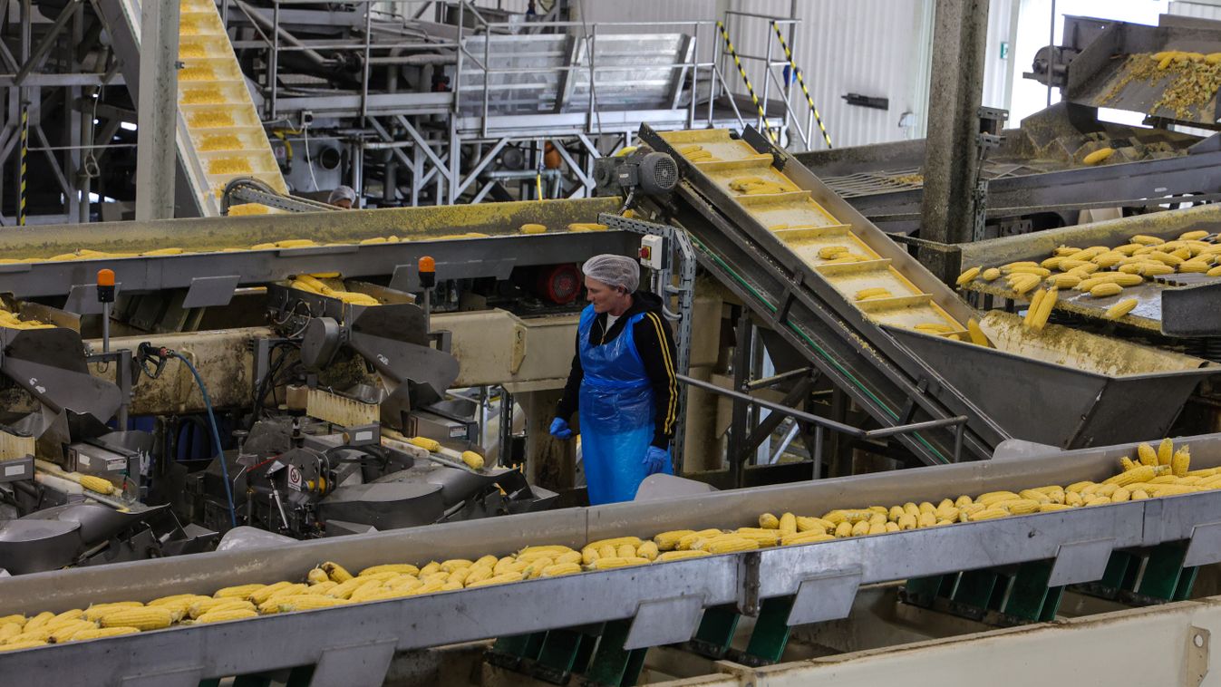 Kevés a csemegekukorica