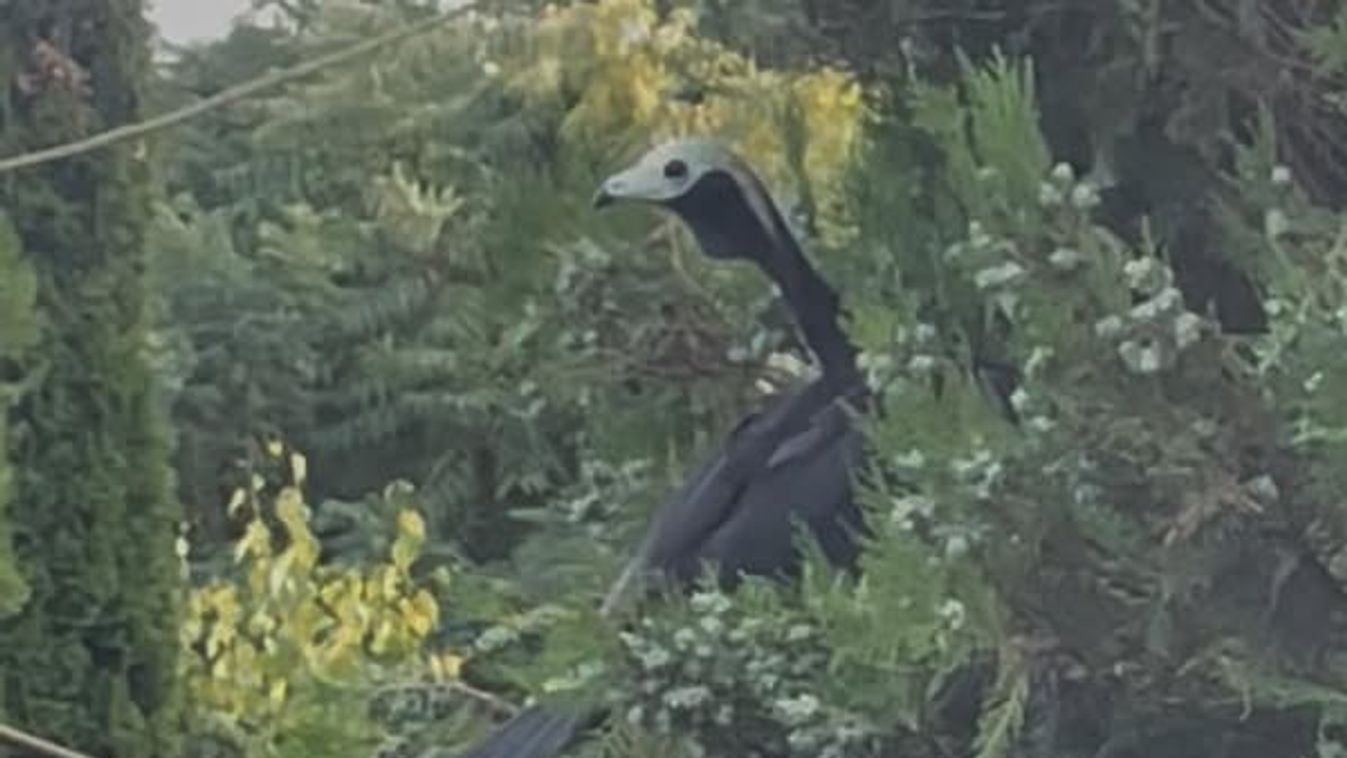 Nem hitte el, mi nézett vissza rá a fák közül a szabolcsi utcában!