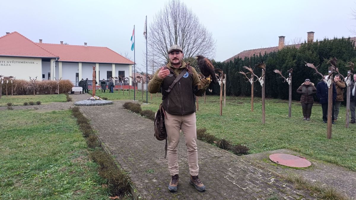 A tollas vadász amagasból csap le
