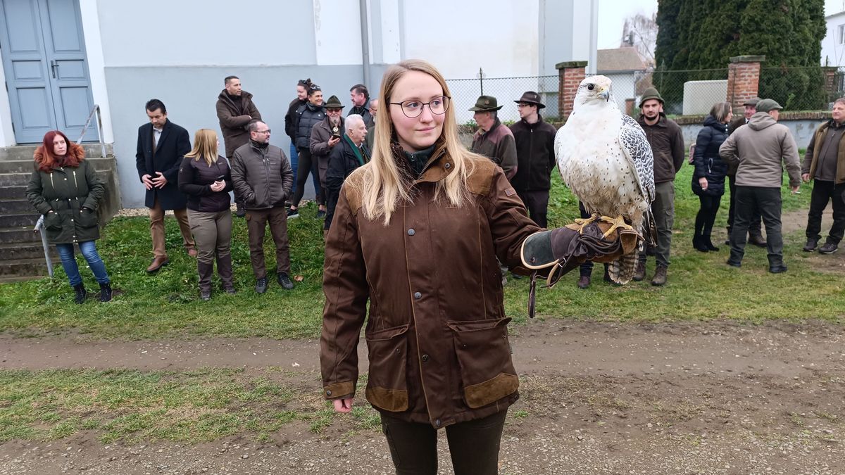 A tollas vadász amagasból csap le